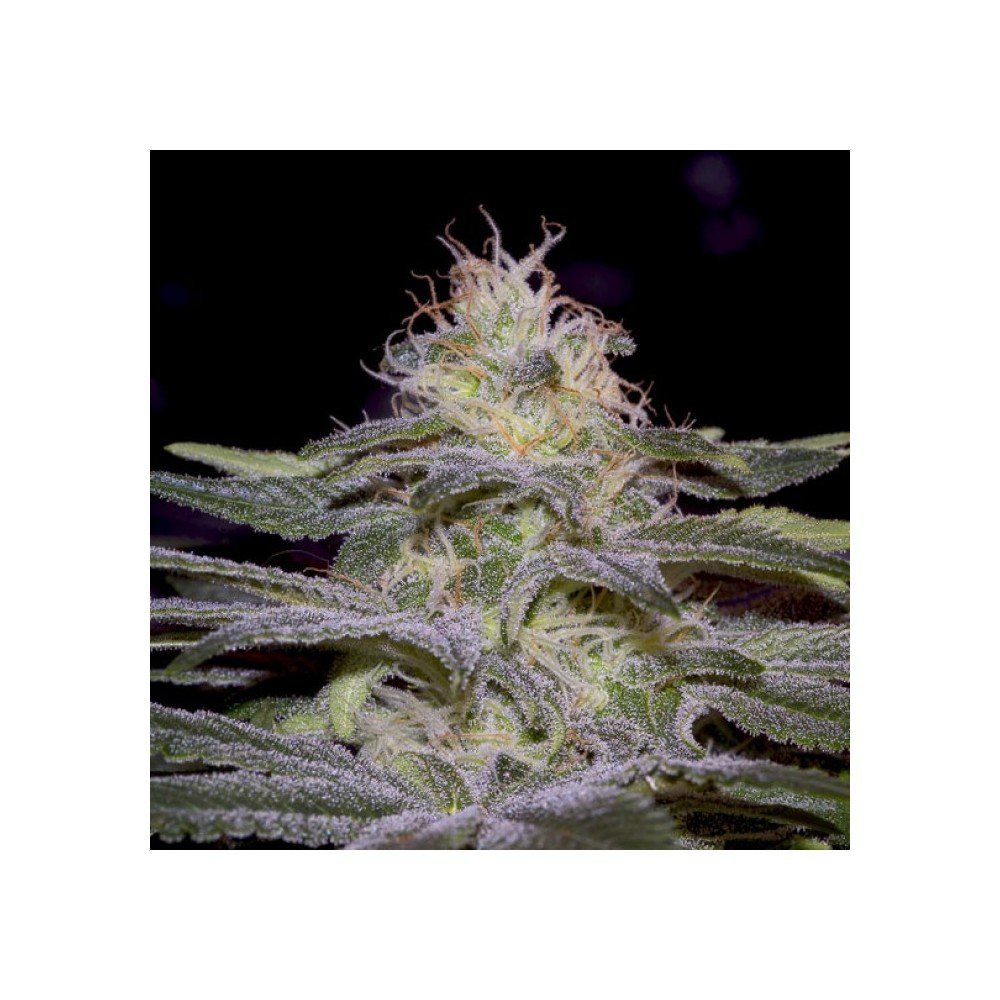 Sensi Star (Paradise Seeds) - Zativo