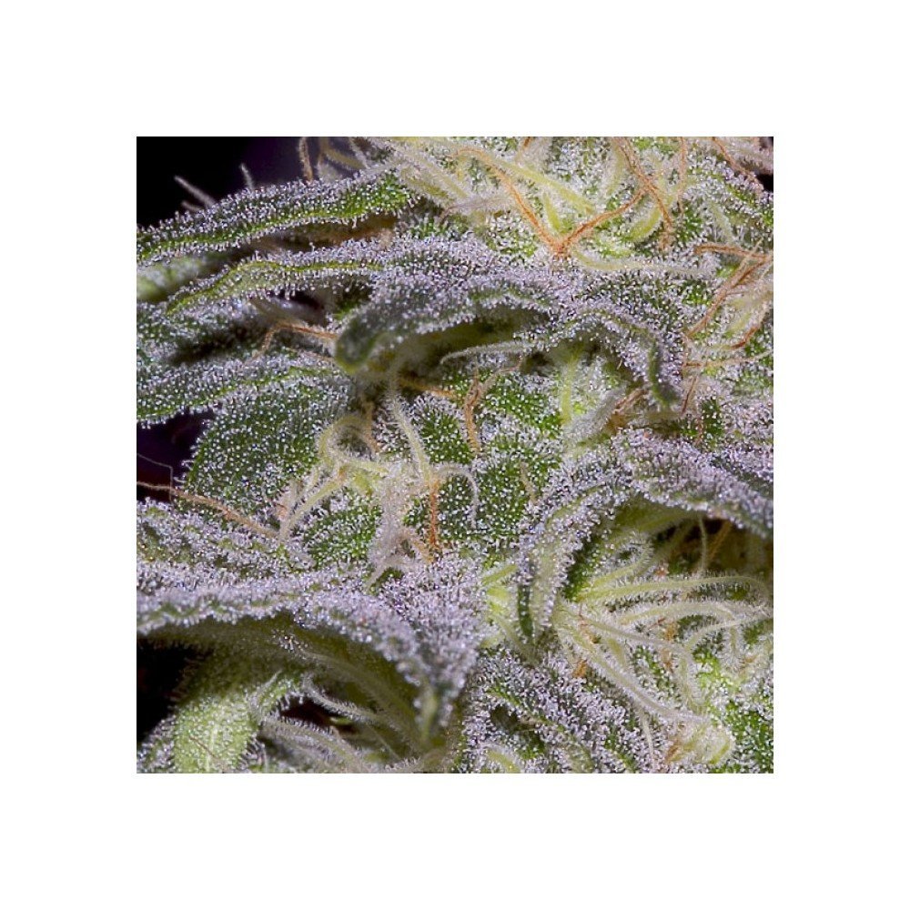 Sensi Star (Paradise Seeds) - Zativo