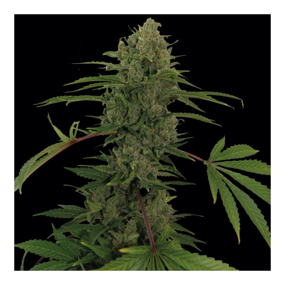 Critical Kush Auto (Barney's Farm) - Zativo