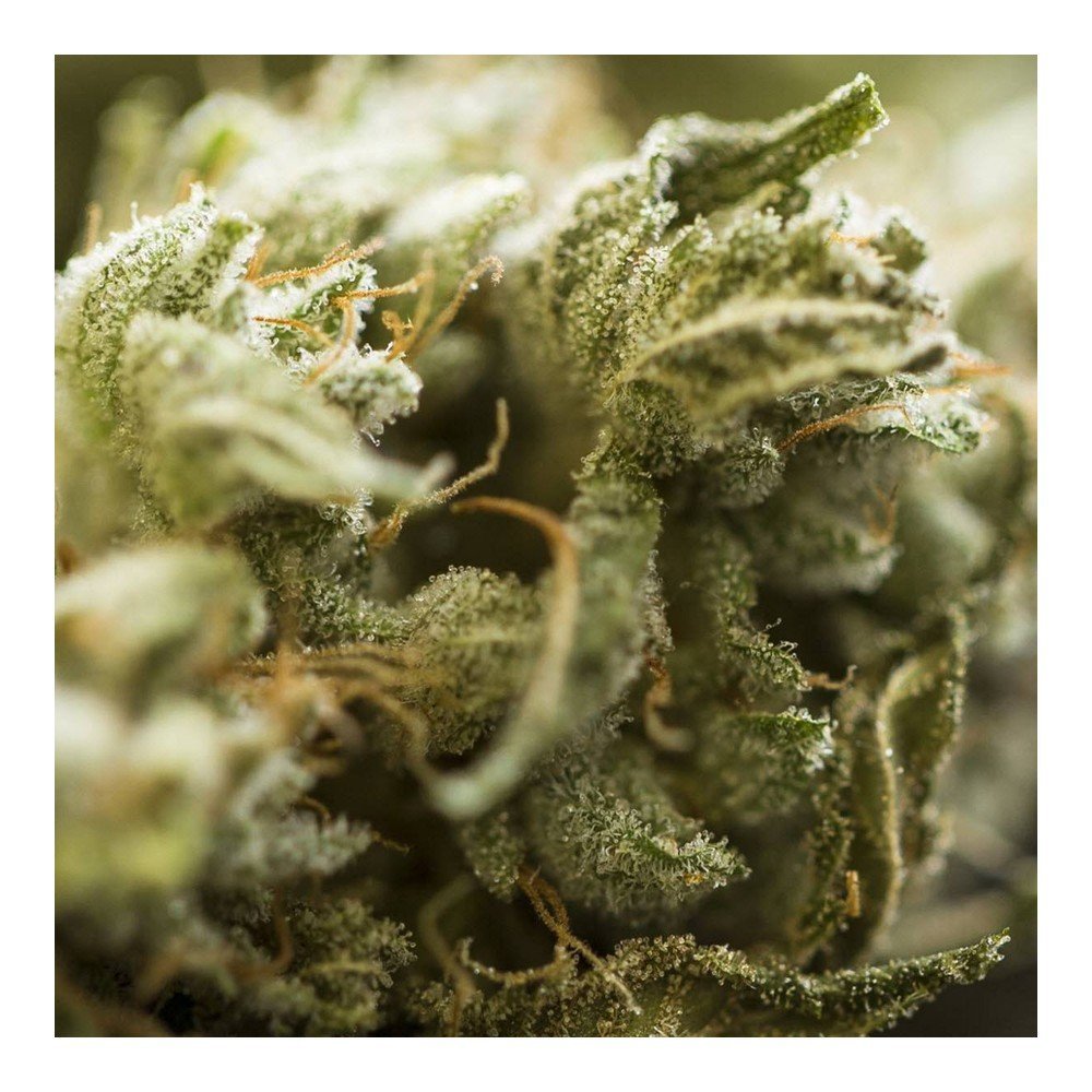 Critical Kush Auto (Barney's Farm) - Zativo