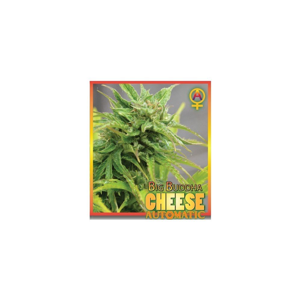 Big Buddha Cheese Automatic (Big Buddha Seeds) - Zativo