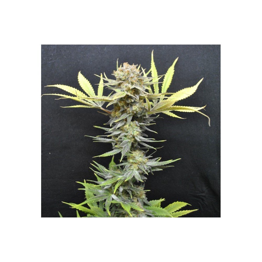 CBD Nordle (CBD Crew) - Zativo