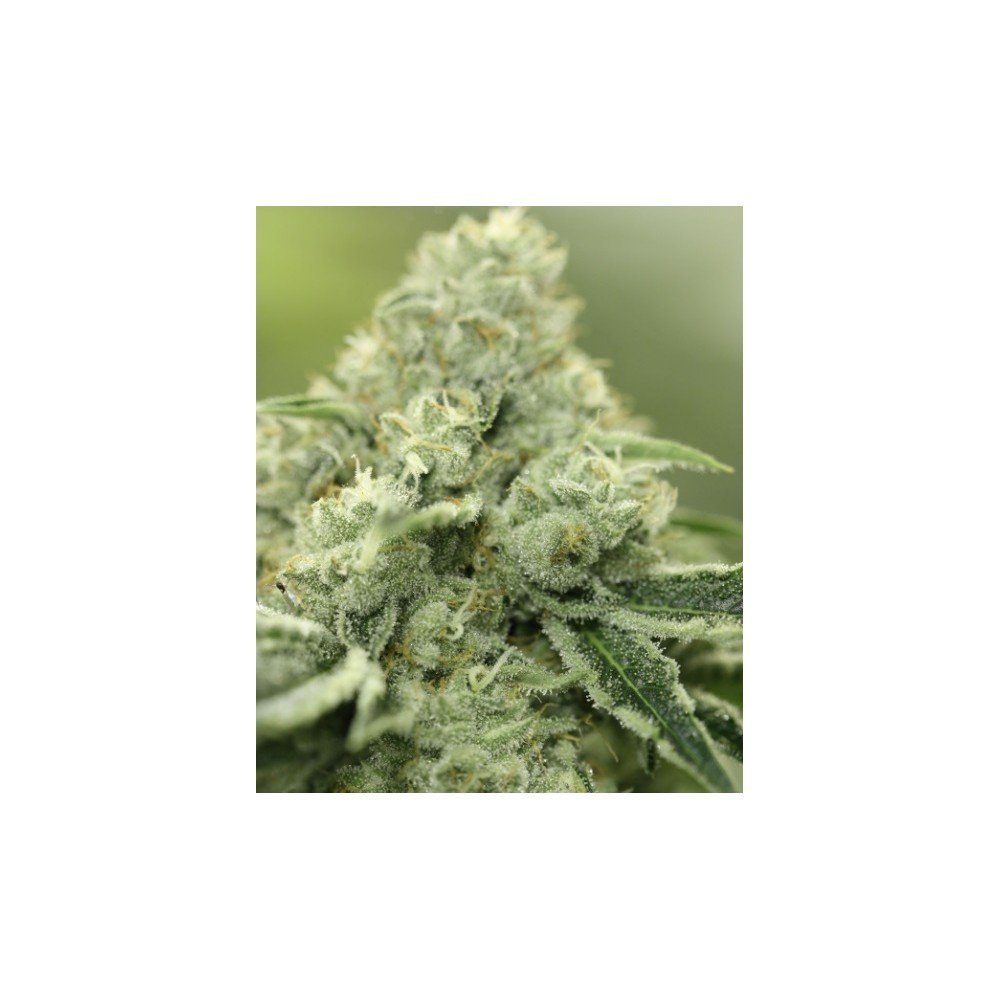 Rollex OG Kush (Devil’s Harvest Seeds) - Zativo
