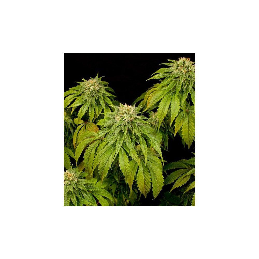 California Hash Plant (Dinafem) - Zativo