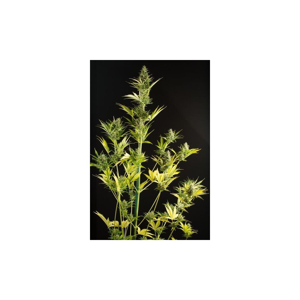 Cheese XXL Autoflowering (Dinafem) - Zativo