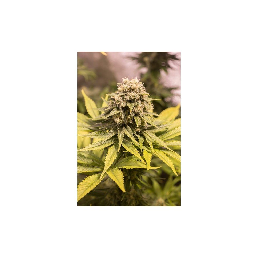 Critical Mass CBD (Dinafem) - Zativo