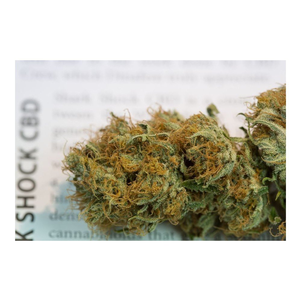 Shark Shock CBD (Dinafem) - Zativo