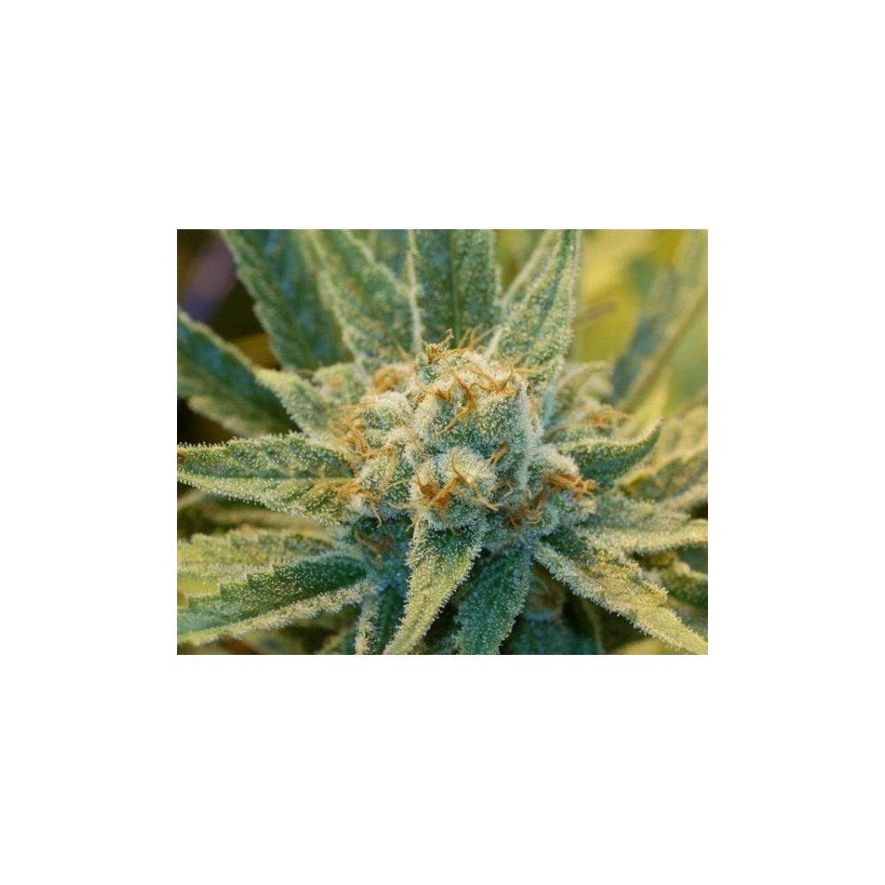 Super Silver Haze (Mr. Nice) - Zativo