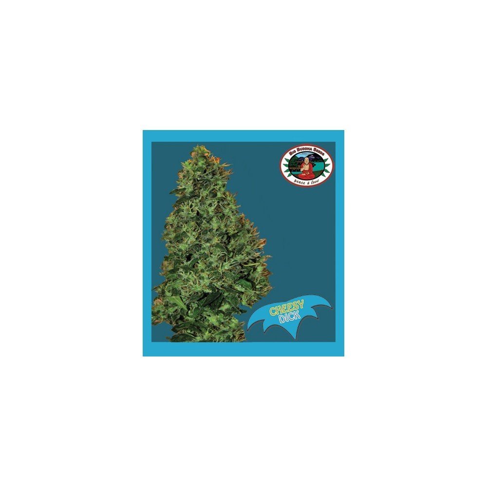 Cheesy Dick Big Buddha Seeds Zativo