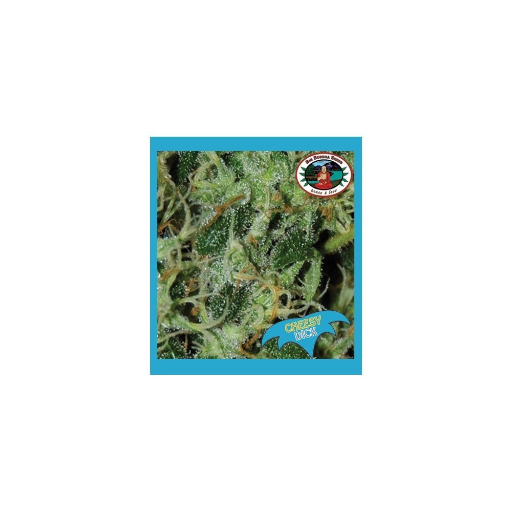 Cheesy Dick Big Buddha Seeds Zativo